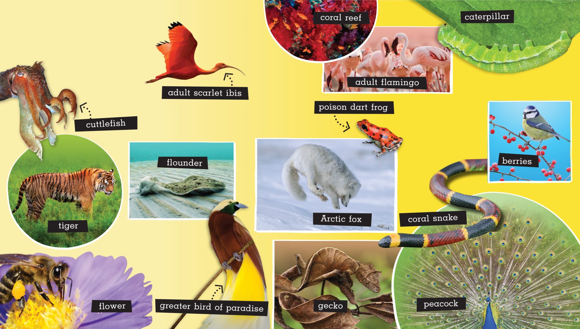 Four top tips for getting the most out of non-fiction - Oxford Owl for Home